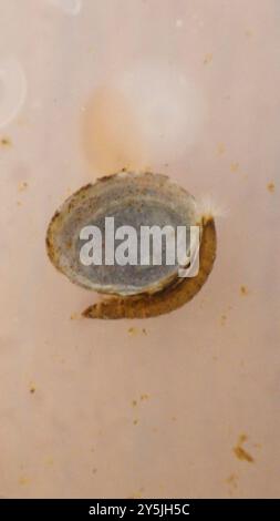 Pea Clams (Sphaeriidae) Mollusca Stock Photo - Alamy