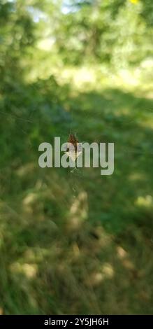 Arrowhead Orbweaver (Verrucosa arenata) Arachnida Stock Photo - Alamy