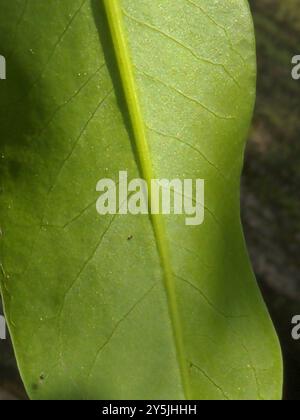 swamp dock (Rumex verticillatus), Plantae, Prince William County, VA ...