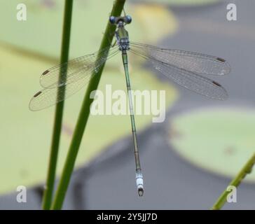 Swamp Spreadwing (Lestes vigilax) Insecta Stock Photo - Alamy