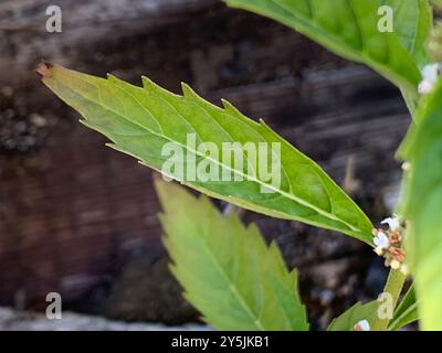 northern bugleweed (Lycopus uniflorus) Plantae Stock Photo - Alamy