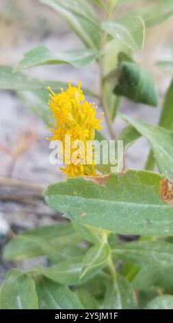velvety goldenrod (Solidago velutina) Plantae Stock Photo - Alamy