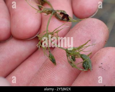 common stonewort (Chara vulgaris) Plantae Stock Photo - Alamy