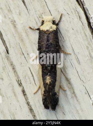 White-blotched Clothes Moth (Monopis monachella Stock Photo - Alamy