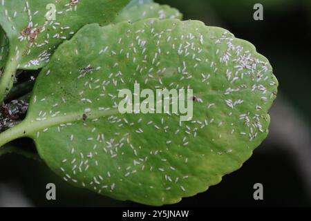 Euonymus Scale (Unaspis euonymi) Insecta Stock Photo - Alamy