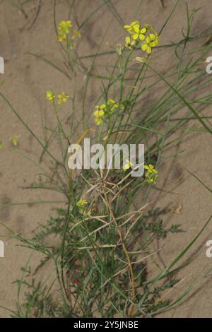 Tall Tumblemustard (Sisymbrium altissimum) Plantae Stock Photo - Alamy