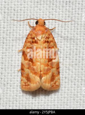 Georgia Archips Moth (Archips georgiana) Insecta Stock Photo - Alamy
