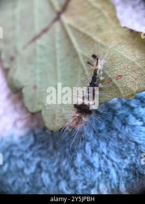 Powdered Dagger (Acronicta impleta) Insecta Stock Photo - Alamy