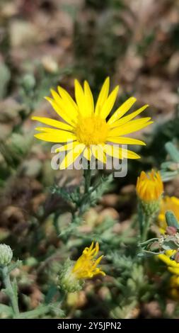 Spiny Goldenweed (Xanthisma spinulosum) Plantae Stock Photo - Alamy