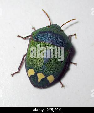 Yellowheart Shield Bug (Solenosthedium liligerum) Insecta Stock Photo ...