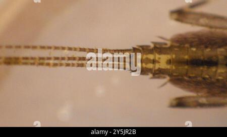 Orange Cahill (Stenacron interpunctatum) Insecta Stock Photo - Alamy