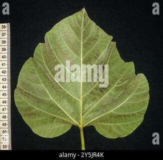 (Operculina ventricosa) Plantae Stock Photo - Alamy