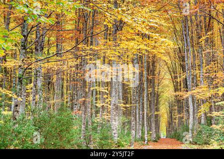 Mata de Haya In Roncal Valley near Isaba, Navarra, Spain Stock Photo ...