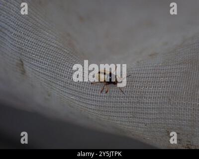 (Cryptocephalus pygmaeus) Insecta Stock Photo - Alamy