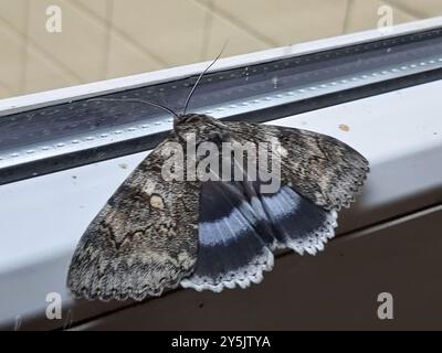 Blue Underwing (Catocala fraxini) Insecta Stock Photo - Alamy