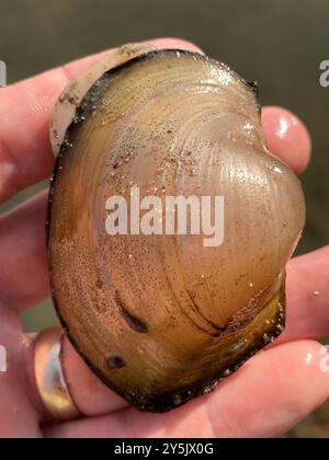 Giant Floater (Pyganodon grandis) Mollusca Stock Photo - Alamy