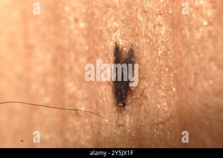 Microcaddisflies (Hydroptilidae) Insecta Stock Photo - Alamy