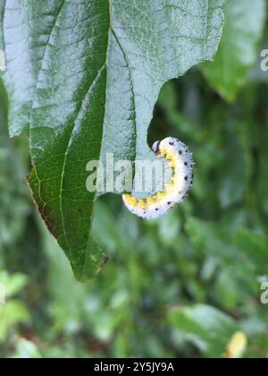 Dogwood Sawflies (Macremphytus) Insecta Stock Photo - Alamy