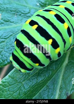Short-tailed Swallowtail (Papilio brevicauda) Insecta Stock Photo - Alamy