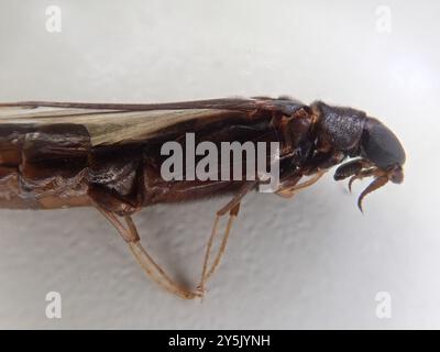 Ship-timber Beetles (Atractocerus) Insecta Stock Photo - Alamy
