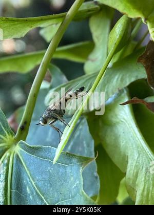 Common Stiletto (Thereva nobilitata) Insecta Stock Photo - Alamy