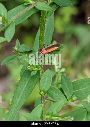 Scarlet Plant Bugs (Lopidea) Insecta Stock Photo - Alamy