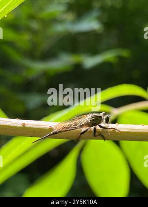 Hammertails (Efferia) Insecta Stock Photo - Alamy
