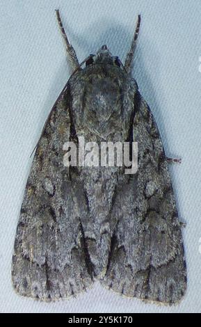Cherry Dagger (Acronicta hasta) Insecta Stock Photo - Alamy