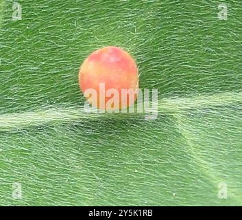 silver terminalia (Terminalia sericea) Plantae Stock Photo - Alamy
