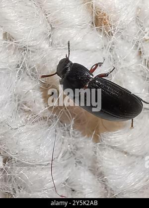 Lesser Mealworm (Alphitobius diaperinus) Insecta Stock Photo - Alamy