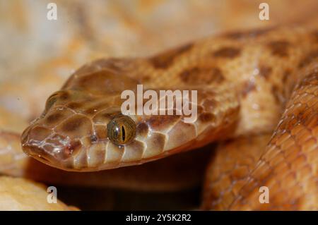 Spotted Rock Snake (Alopecion guttatum) Reptilia Stock Photo - Alamy