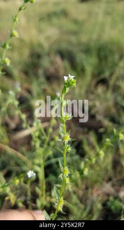 Flatspine Stickseed (Lappula occidentalis) Plantae Stock Photo - Alamy