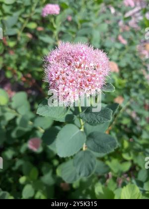 Mountain Spirea (Spiraea splendens) Plantae Stock Photo - Alamy