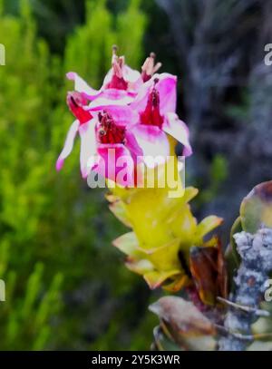 Salter (Saltera sarcocolla) Plantae Stock Photo - Alamy