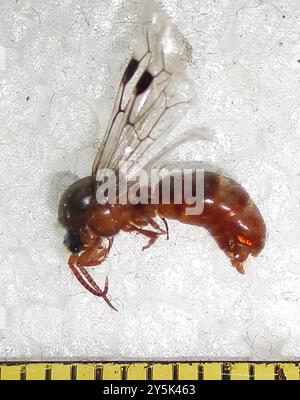 Aenictus Army Ants (Aenictus) Insecta Stock Photo - Alamy