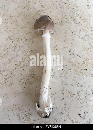 Hated Caesar (Amanita spreta) Fungi Stock Photo - Alamy