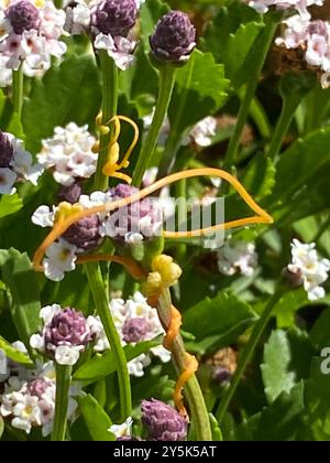 dodders (Cuscuta) Plantae Stock Photo - Alamy