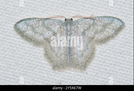 Mottled opal (Chloropteryx opalaria), Insecta, Panama Stock Photo - Alamy