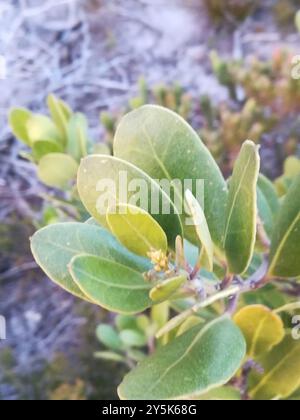 Black Ironwood (Olea capensis) Plantae Stock Photo - Alamy