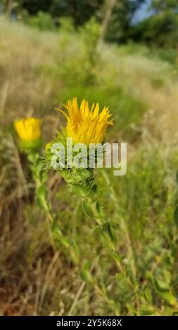 Spanish Gold (Grindelia ciliata) Plantae Stock Photo - Alamy