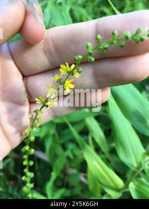 swamp agrimony (Agrimonia parviflora) Plantae Stock Photo - Alamy
