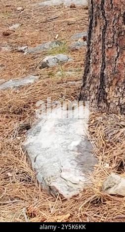 Gray-collared Chipmunk (Neotamias cinereicollis) Mammalia Stock Photo ...