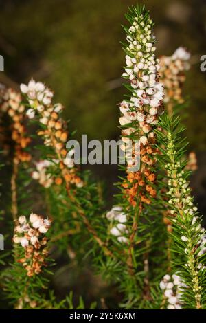 Cornish Heath (Erica vagans), Plantae, Cornwall, UK Stock Photo - Alamy