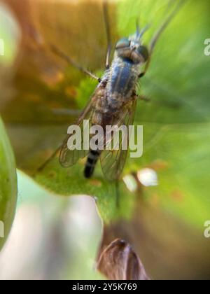 Common Stiletto (Thereva nobilitata) Insecta Stock Photo - Alamy