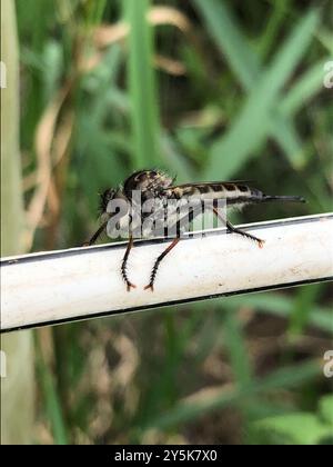 Hammertails (Efferia) Insecta Stock Photo - Alamy
