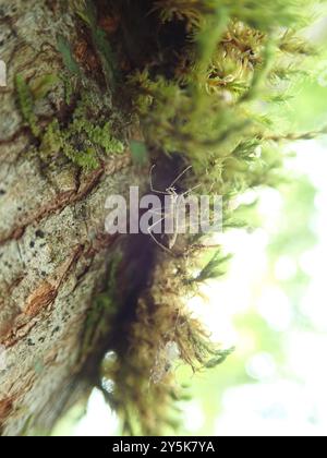 Thread-legged Bugs (Emesinae) Insecta Stock Photo - Alamy