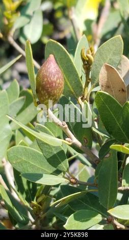 huckleberry oak (Quercus vacciniifolia) Plantae Stock Photo - Alamy
