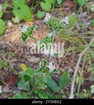 Tall Elephant's-foot (Elephantopus elatus) Plantae Stock Photo - Alamy