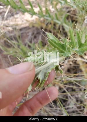 prairie thistle (Cirsium canescens Stock Photo - Alamy