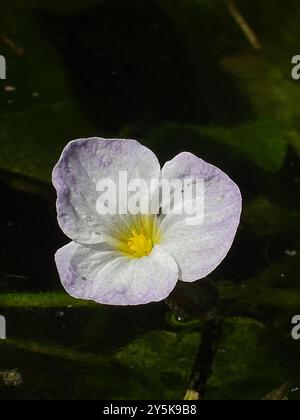 duck-lettuce (Ottelia alismoides) Plantae Stock Photo - Alamy